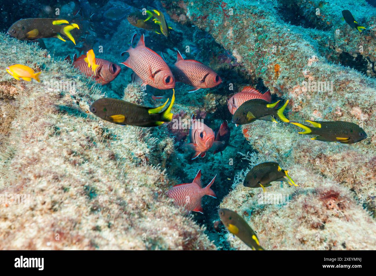 Mozambique, Maputo, Maputo cidade, Blotcheye Soldierfish (Myripristis ...
