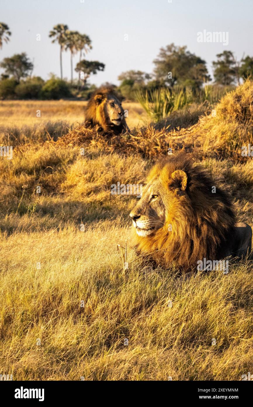 Maned male adult african lion (Panthera leo Stock Photo - Alamy