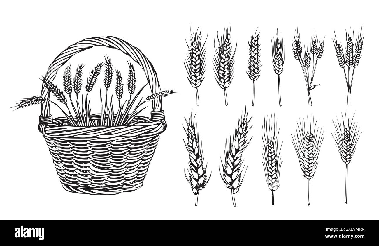 Hand drawn vector illustration of wheat. Isolated on white background ...