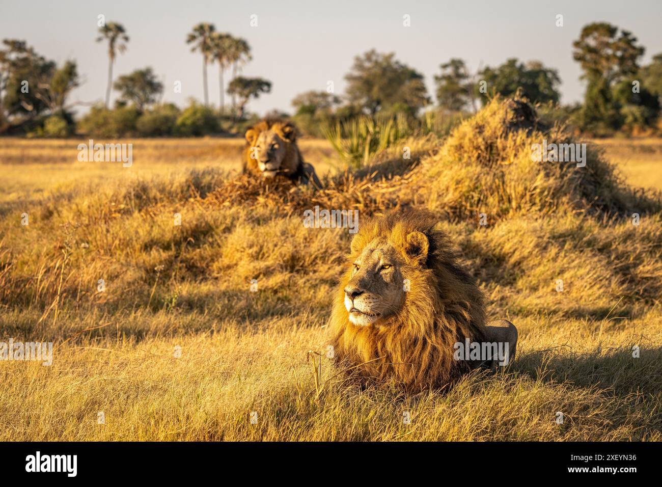 Maned male adult african lion (Panthera leo Stock Photo - Alamy