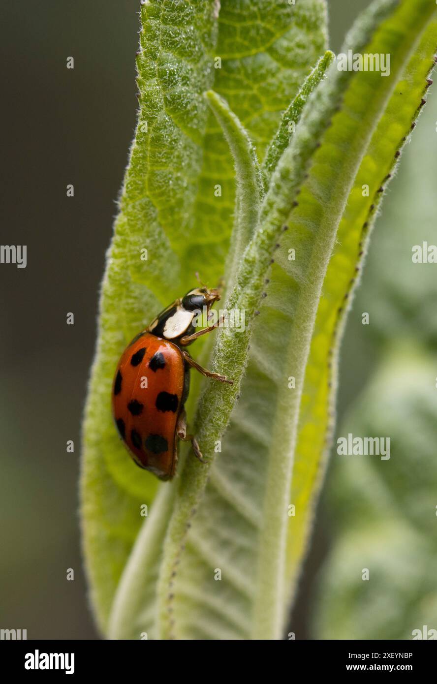 Buddleia harlequin hi-res stock photography and images - Alamy