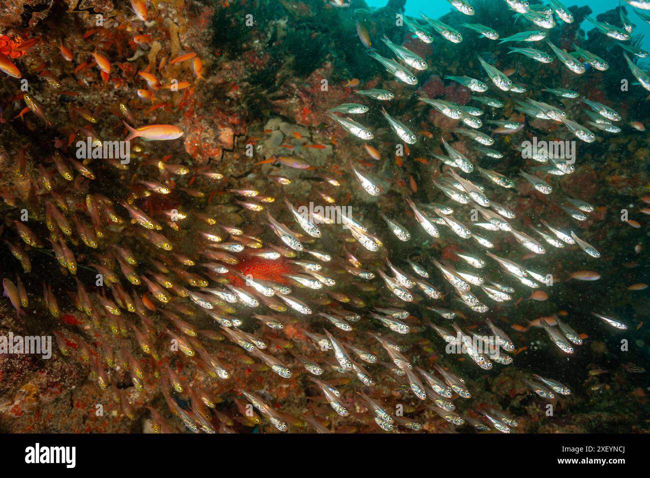 Indian glassfish hi-res stock photography and images - Alamy