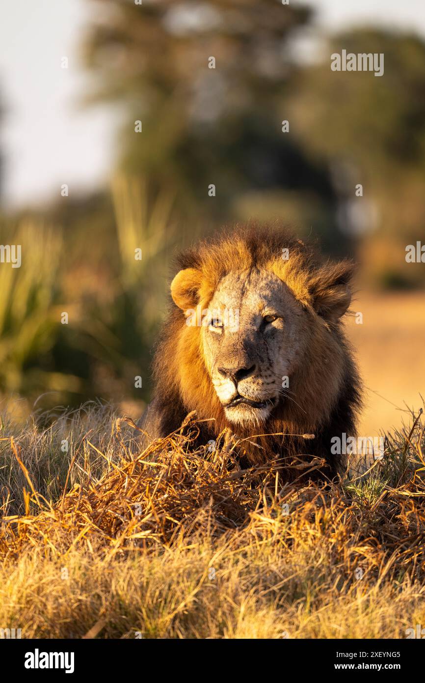 Maned male adult african lion (Panthera leo Stock Photo - Alamy