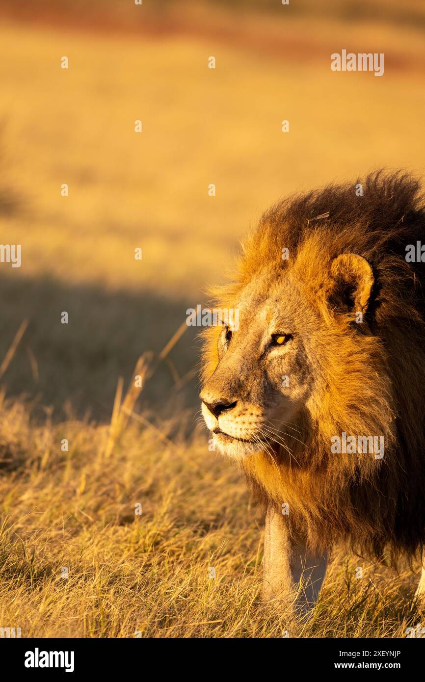 Groomed male lion hi-res stock photography and images - Alamy