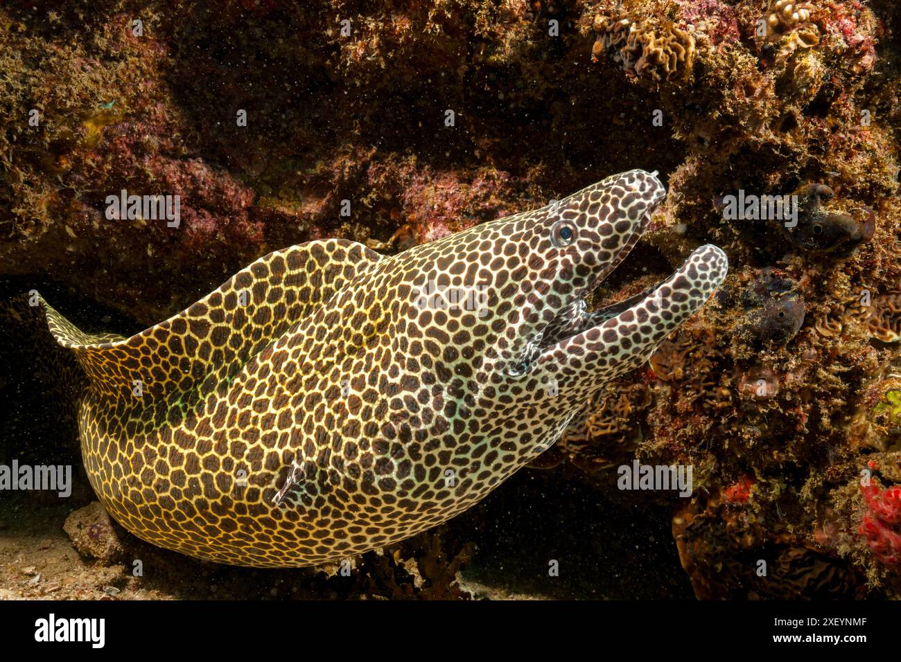 Mozambique, Inhambane, Vilankulo, Laced, Honeycomb Moray Eel ...