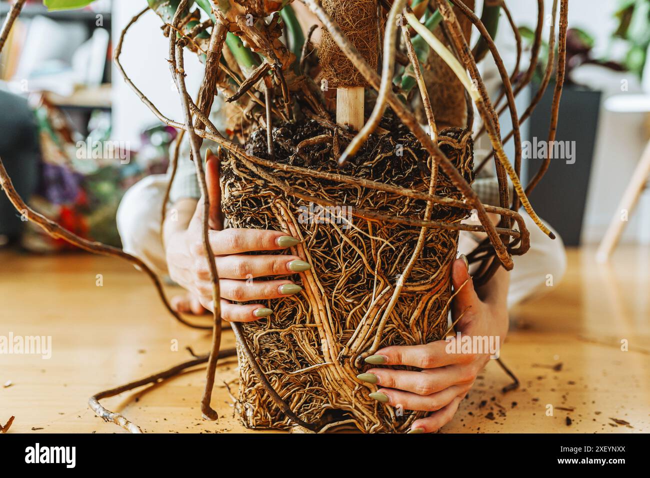 Monstera root hi-res stock photography and images - Alamy