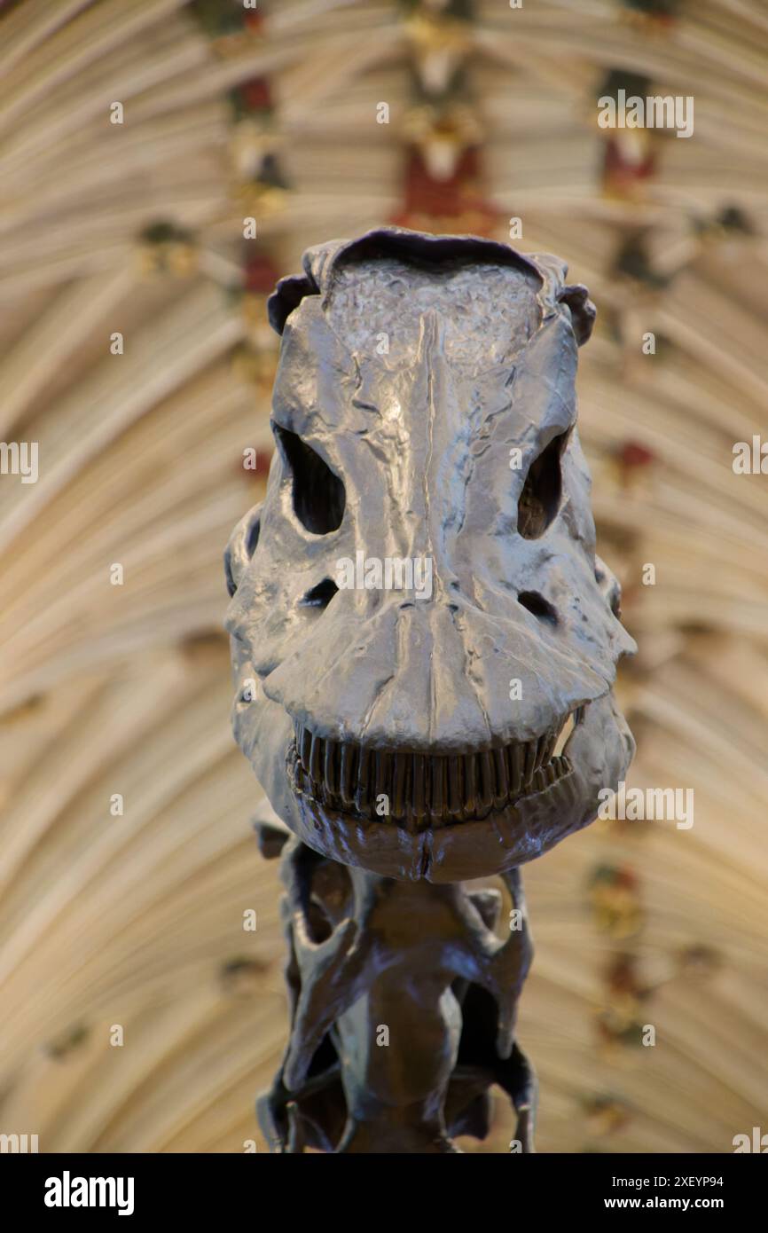 Dippy the dinosaur in Norwich Cathedral. Natural History Museum ...
