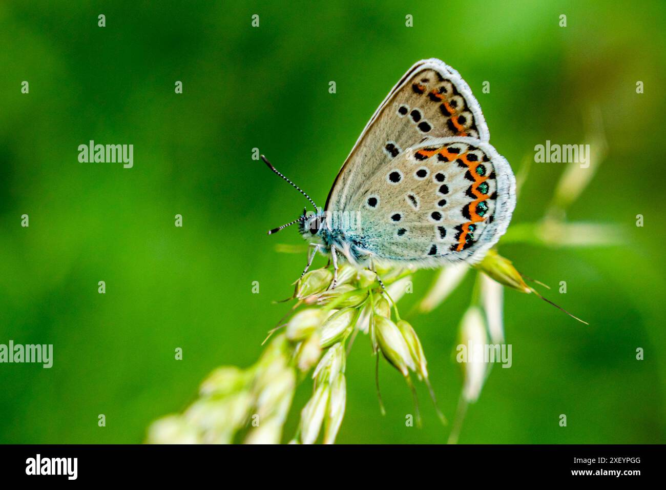 Insecto macro mariposa macro hi-res stock photography and images - Alamy