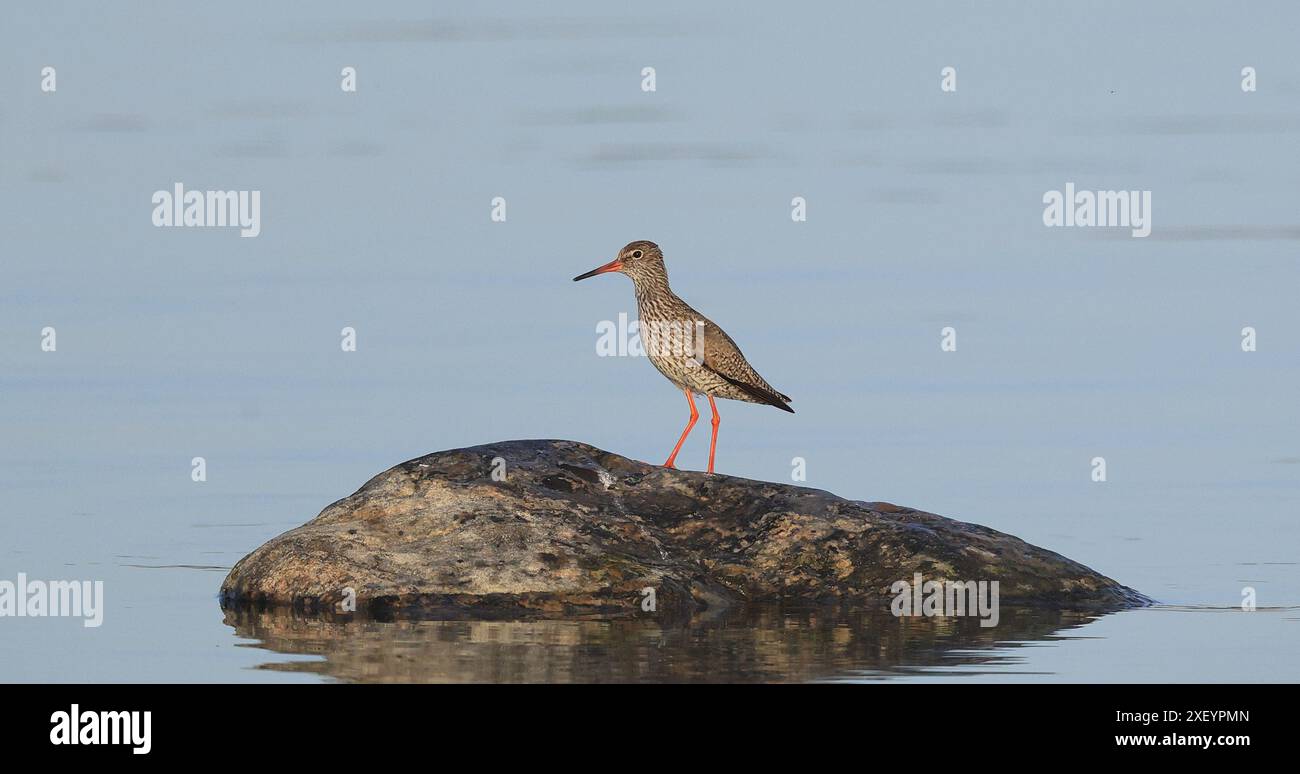 Redshank bird hi-res stock photography and images - Alamy