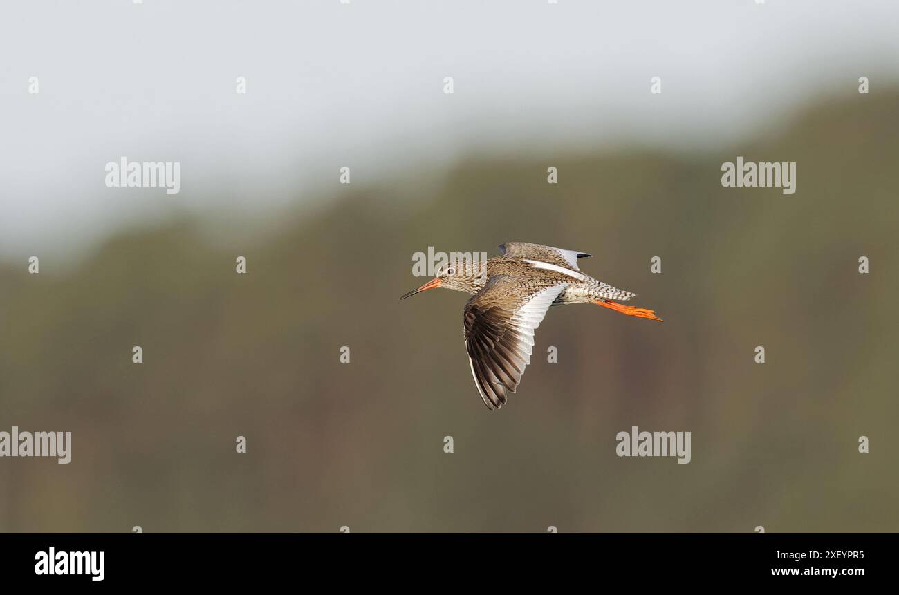 Common redshank in flight Stock Photo - Alamy