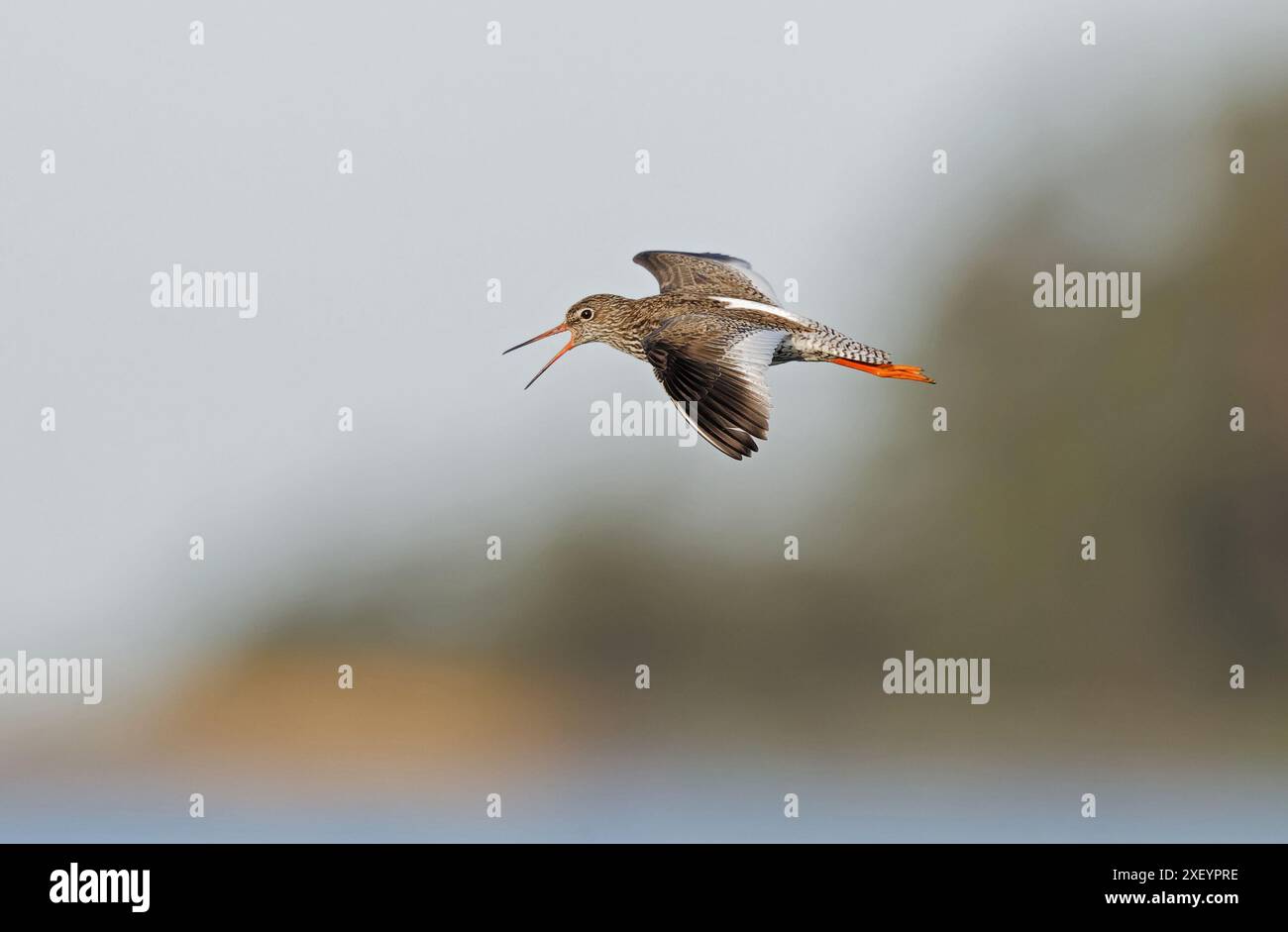 Redshank in flight hi-res stock photography and images - Alamy