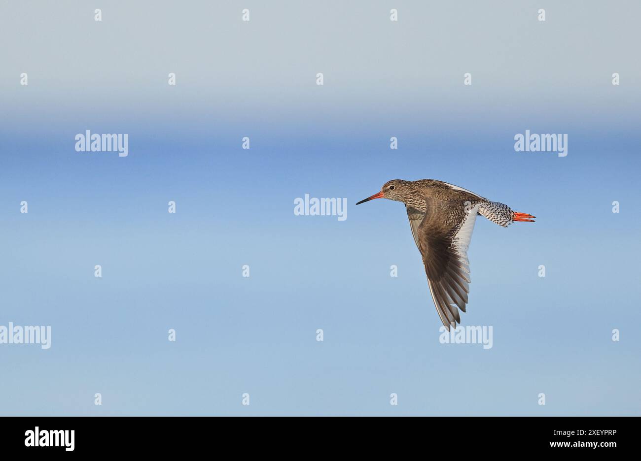 Flying redshank hi-res stock photography and images - Alamy