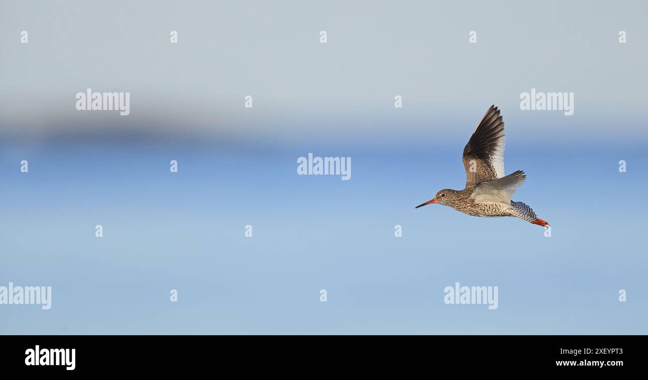 Redshank in flight blue sky hi-res stock photography and images - Alamy