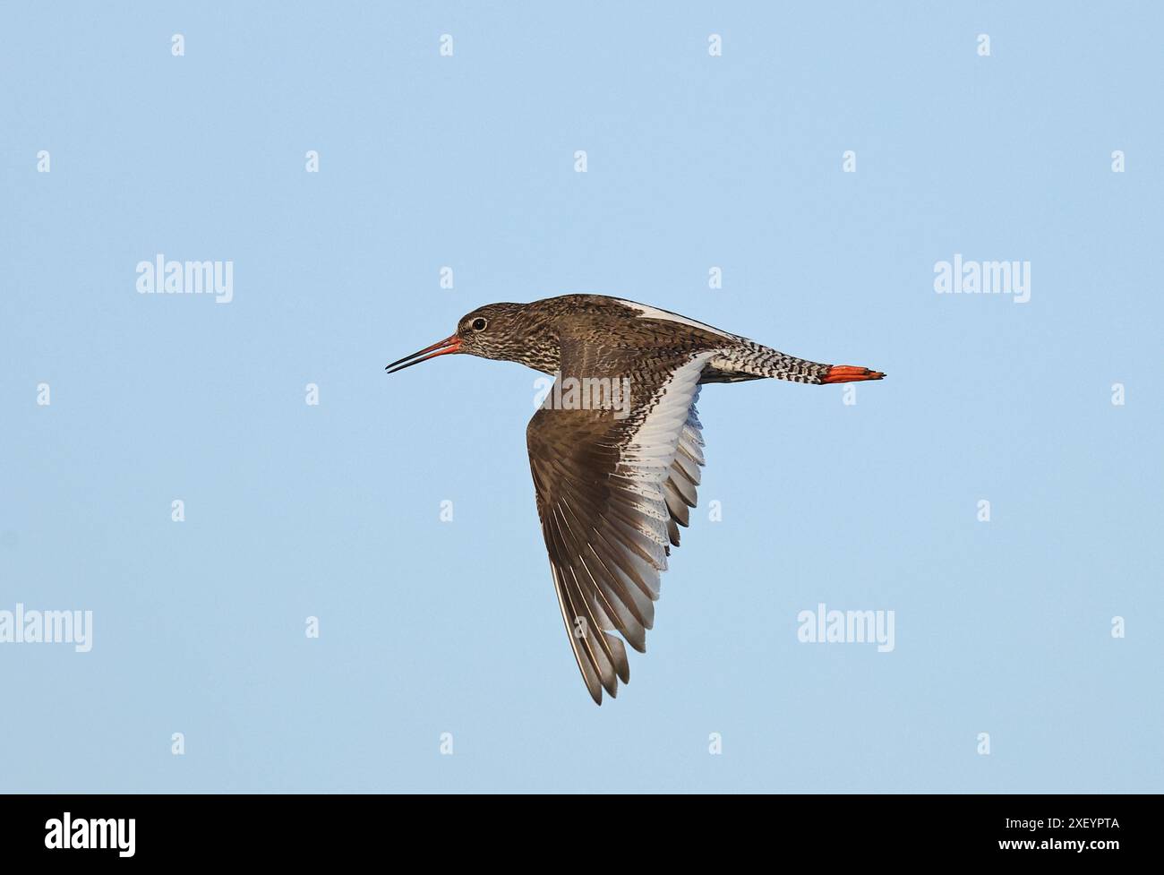 Common redshank in flight Stock Photo - Alamy