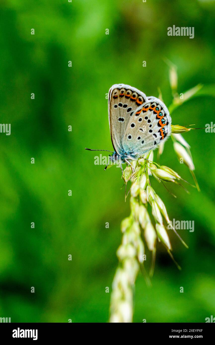 Silver-studded Blue butterfly, Plebejus argus Stock Photo - Alamy