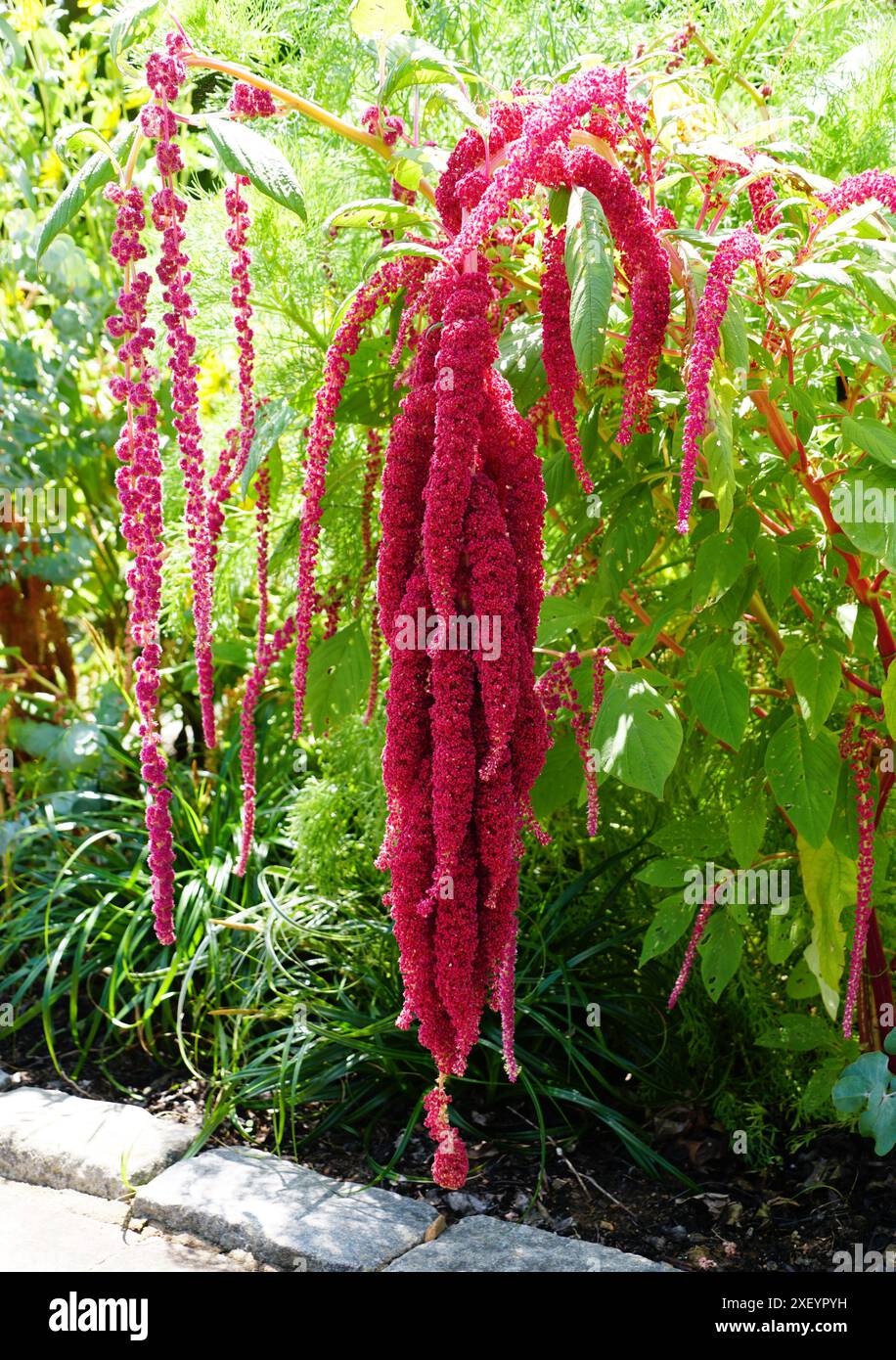 Foxtail amaranthus hi-res stock photography and images - Alamy