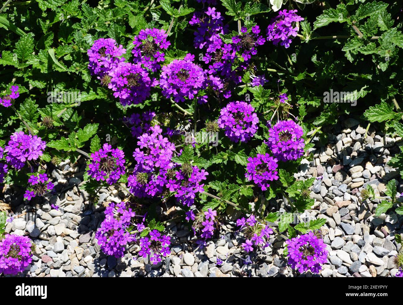 Trailing verbena hi-res stock photography and images - Alamy