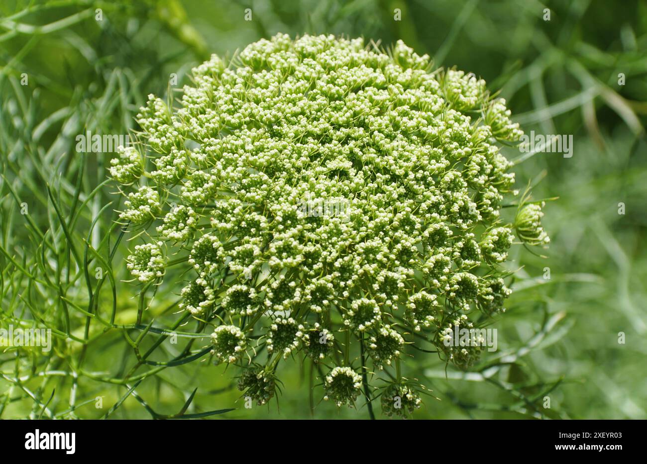 Closeup of the False Queen Anne's Lace 'Green Mist' flower Stock Photo ...