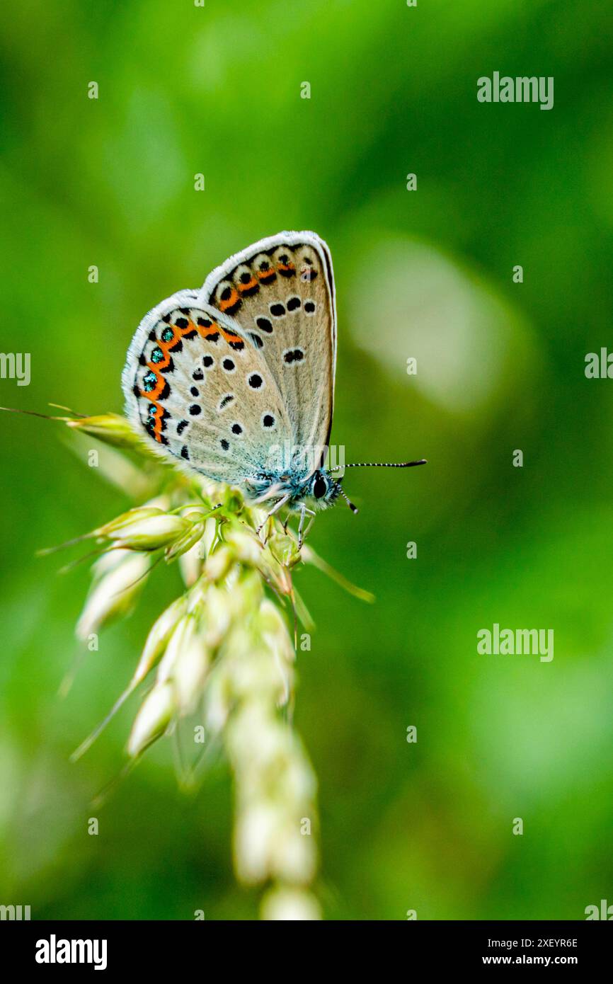 Silver-studded Blue butterfly, Plebejus argus Stock Photo - Alamy