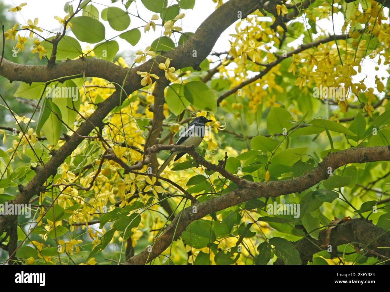 Sonalu flower hi-res stock photography and images - Alamy