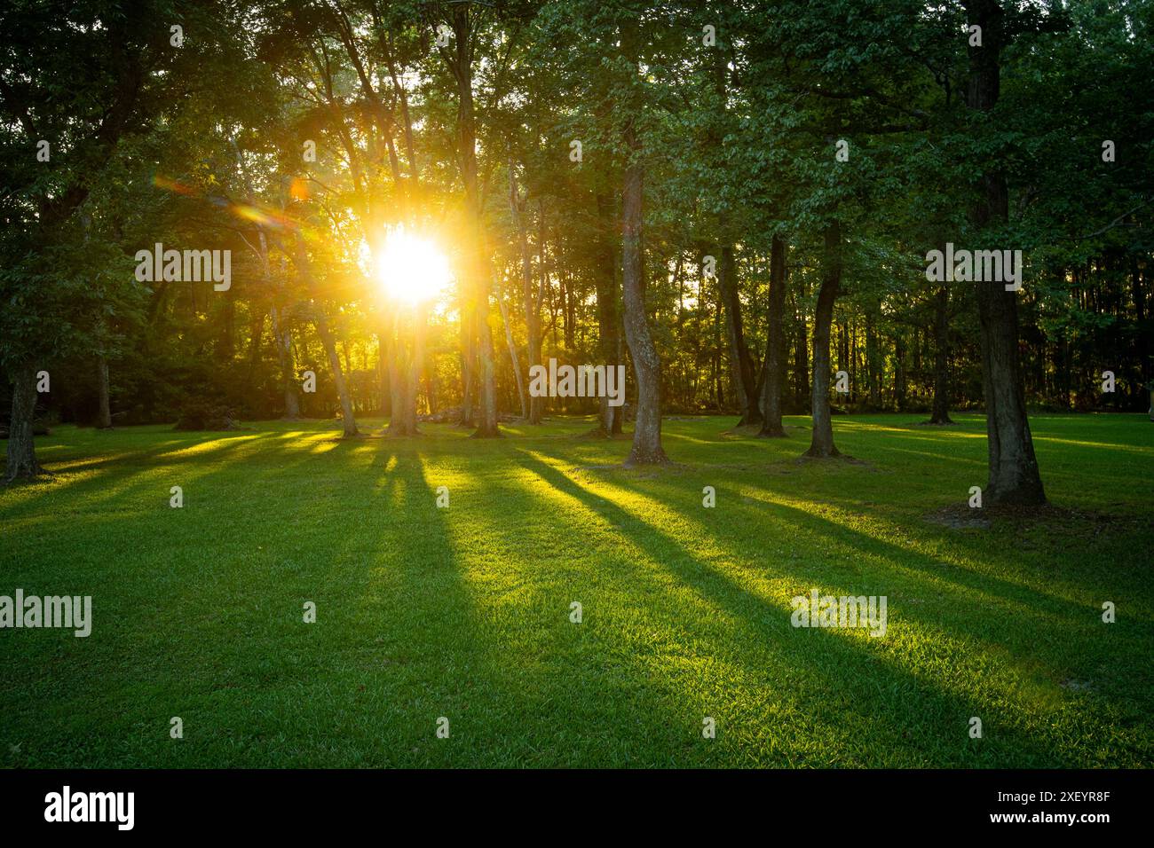 Sun shining through trees in backyard, South Carolina USA Stock Photo ...