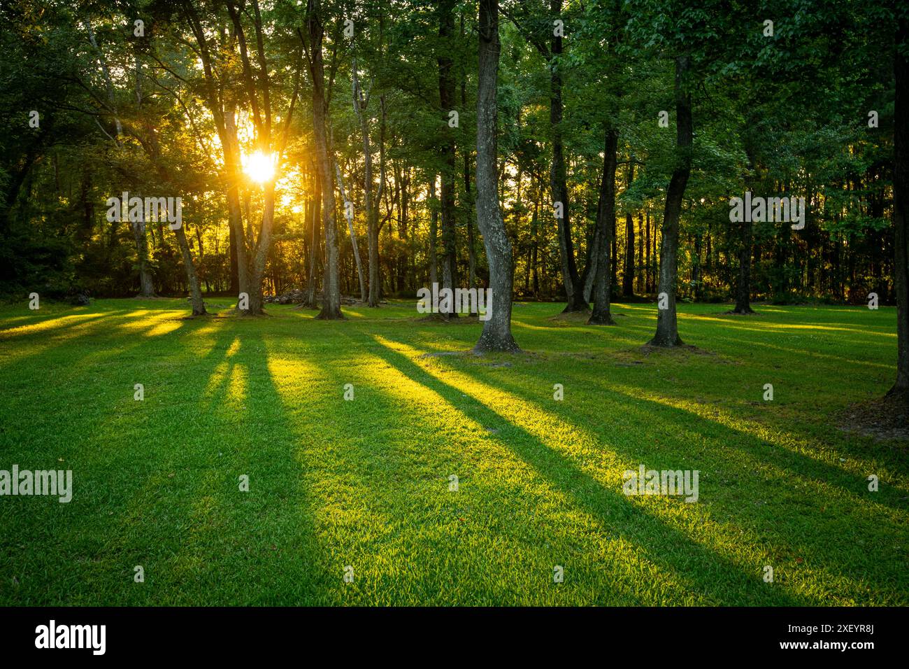 Sun shining through trees in backyard, South Carolina USA Stock Photo ...