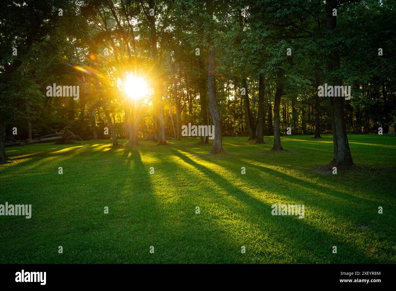 Light shining through trees hi-res stock photography and images - Alamy