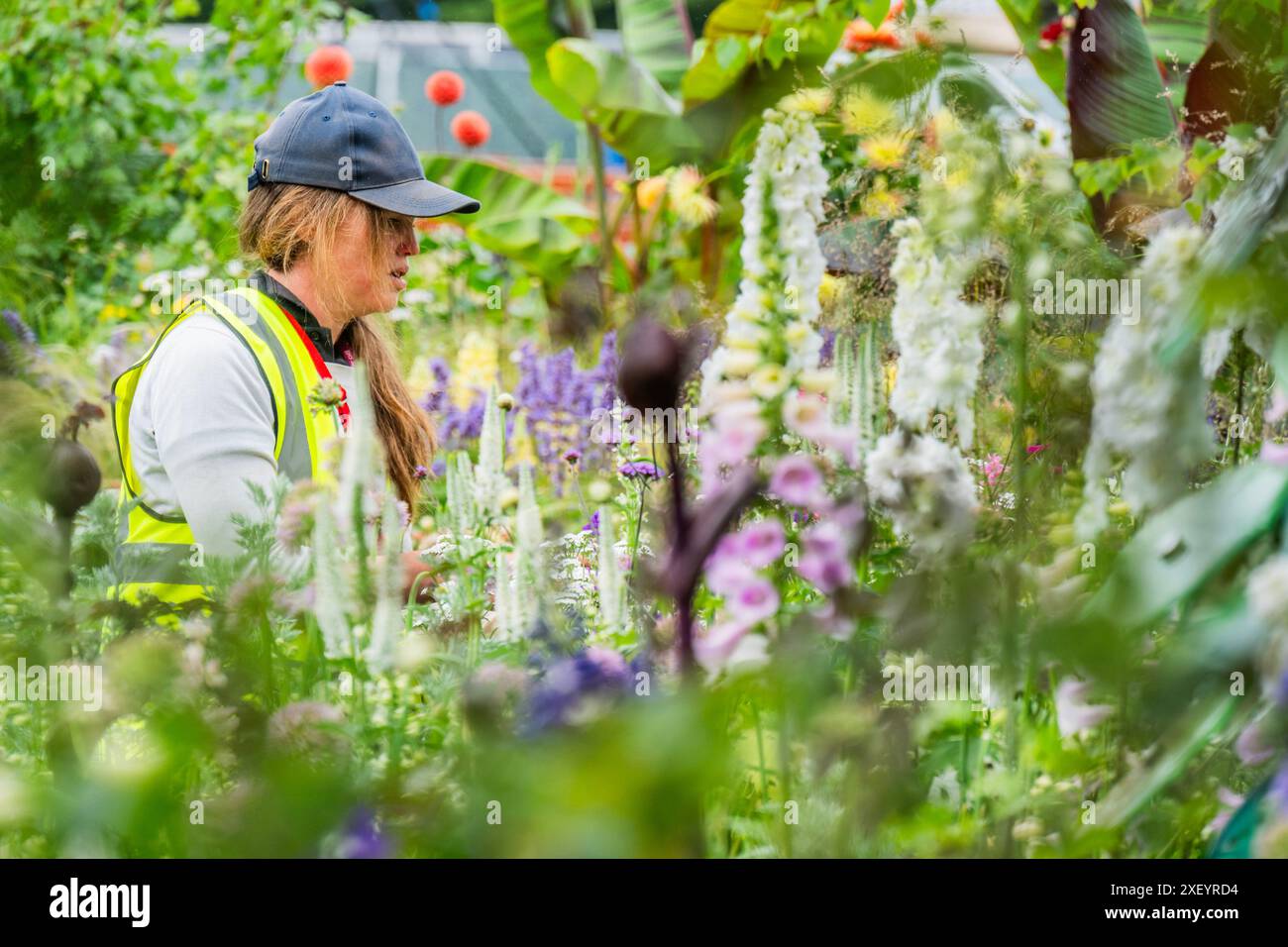 London, UK. 30th June, 2024. Final work on the RHS Britain in Bloom ...