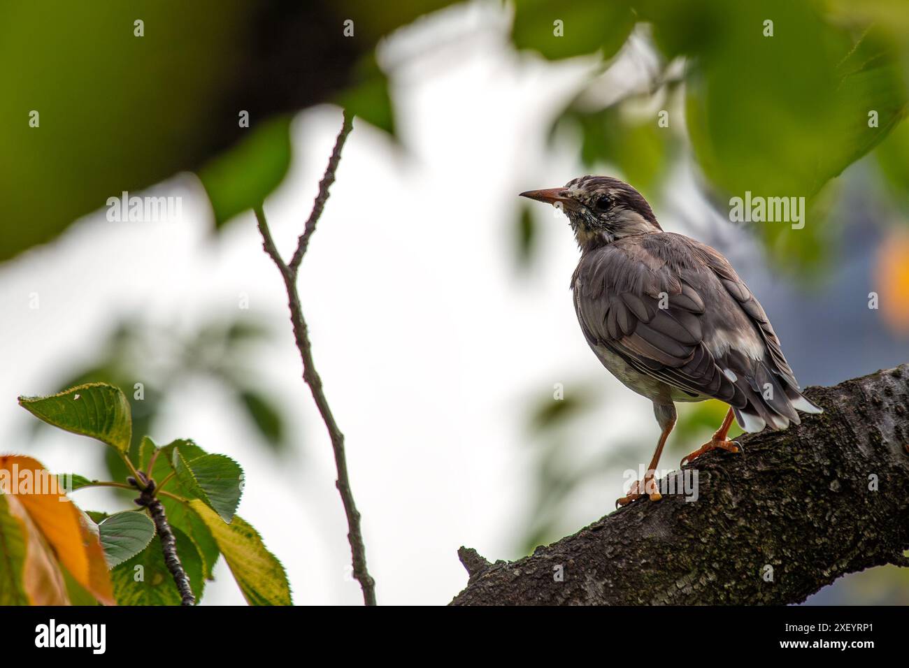 The White-cheeked Starling, with its distinctive white cheeks and ...