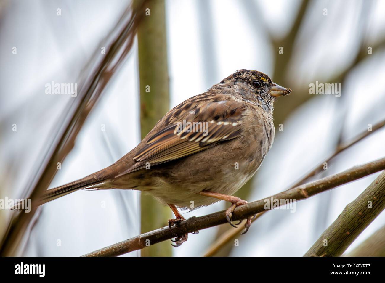 The White-crowned Sparrow, with its distinctive black and white striped ...
