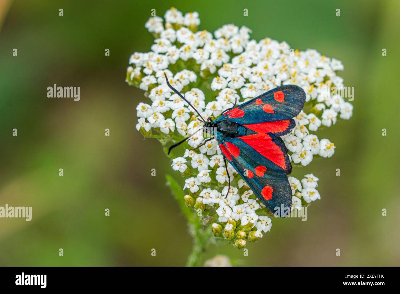 Zygaena transalpina. A moth of the family Zygaenidae Stock Photo - Alamy