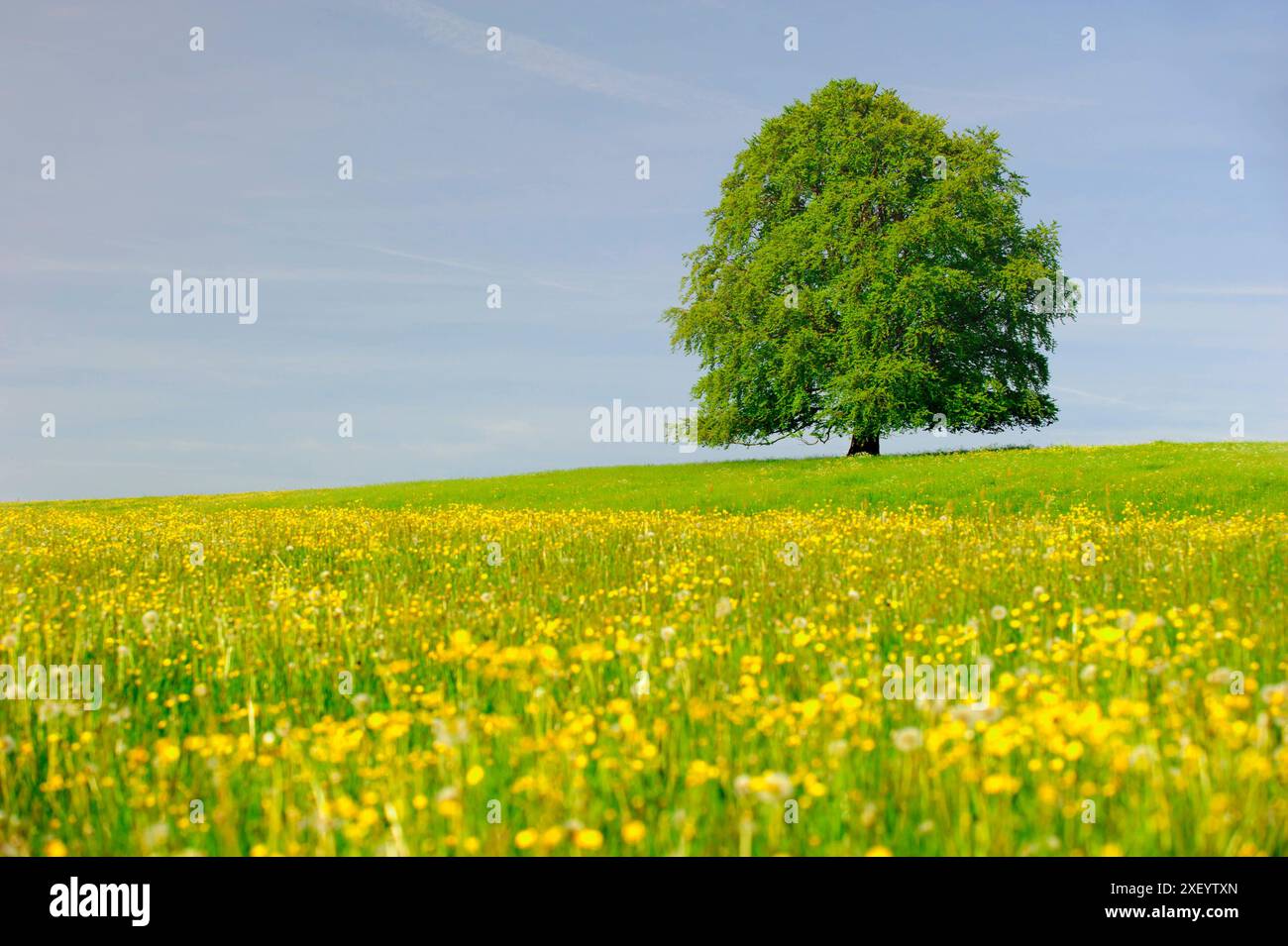 Buche als Einzelbaum Eine prächtige Buche steht als Einzelbaum auf ...