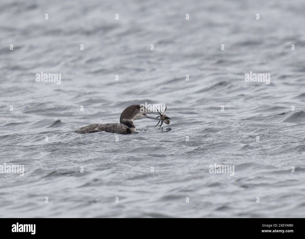 Diver Great Northern (Gavia immer), eating a crab, Haroldswick, Unst ...