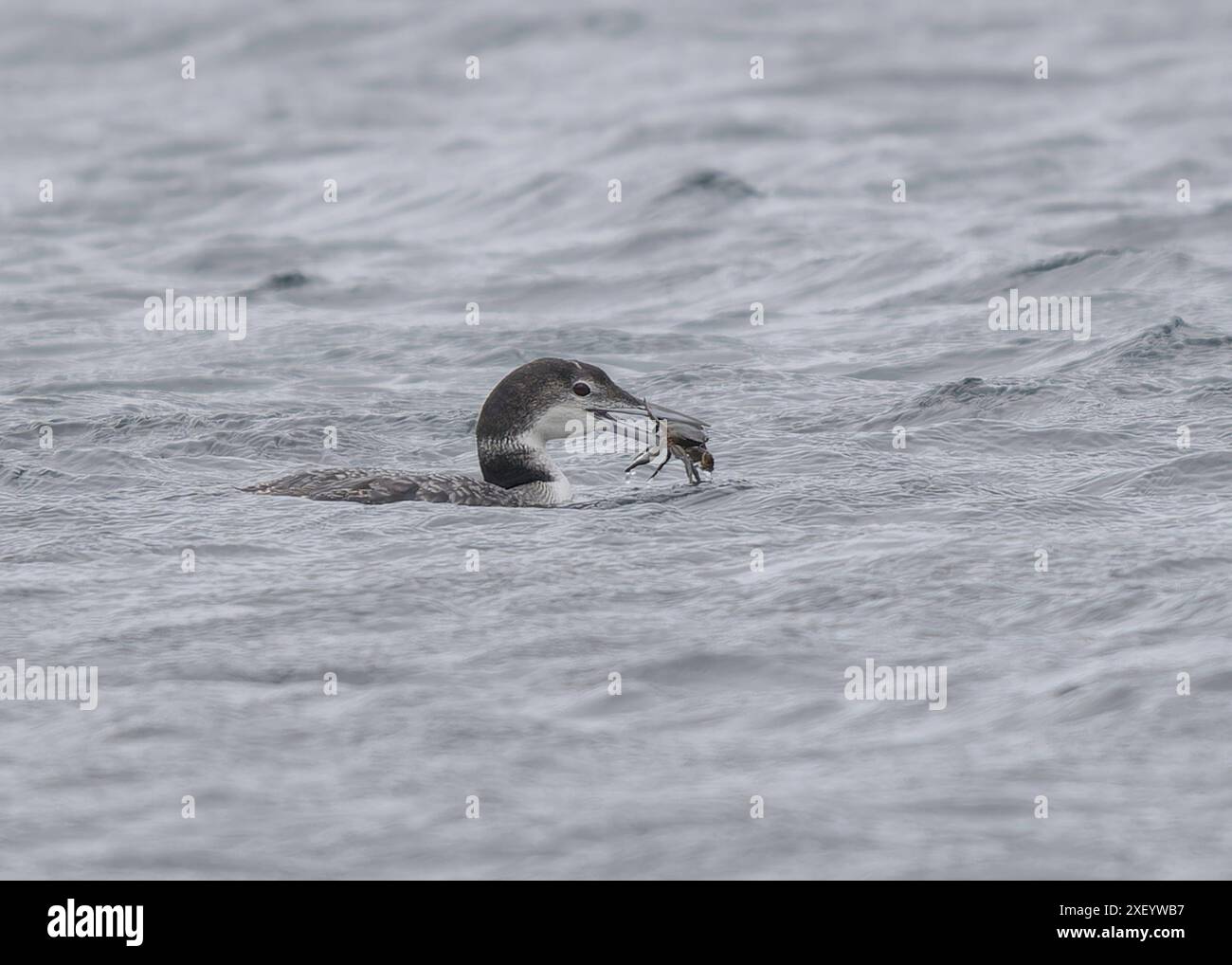 Diver Great Northern (Gavia immer), eating a crab, Haroldswick, Unst ...