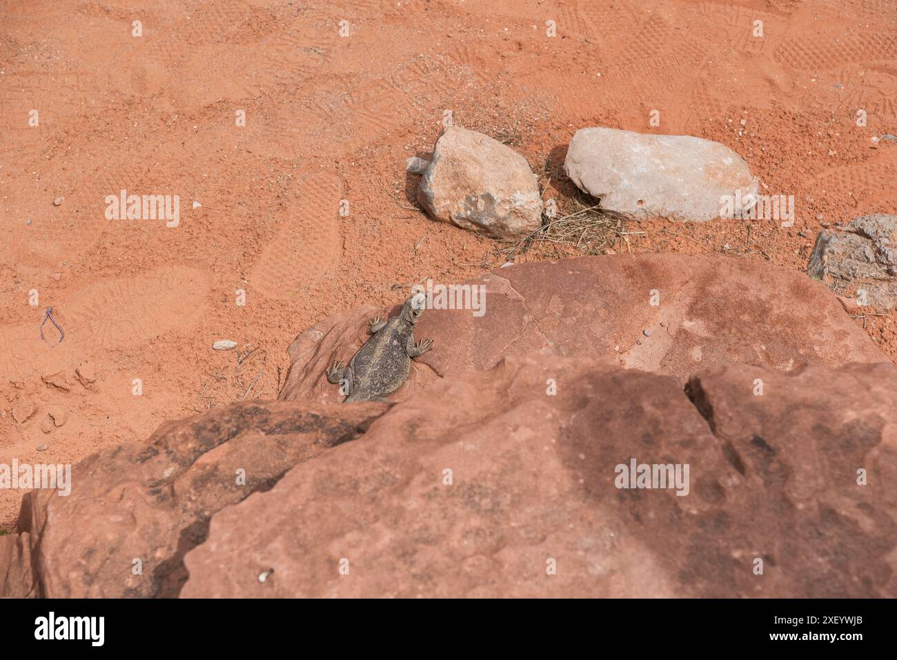 A desert Iguana, dipsosaurus dorsalis, within the valley of fire state ...