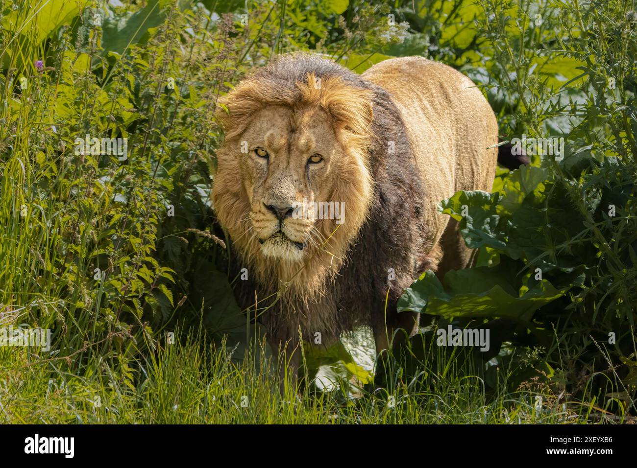 Lion pride jungle hi-res stock photography and images - Alamy