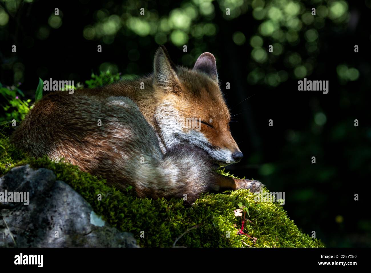 Fox in shadow hi-res stock photography and images - Alamy