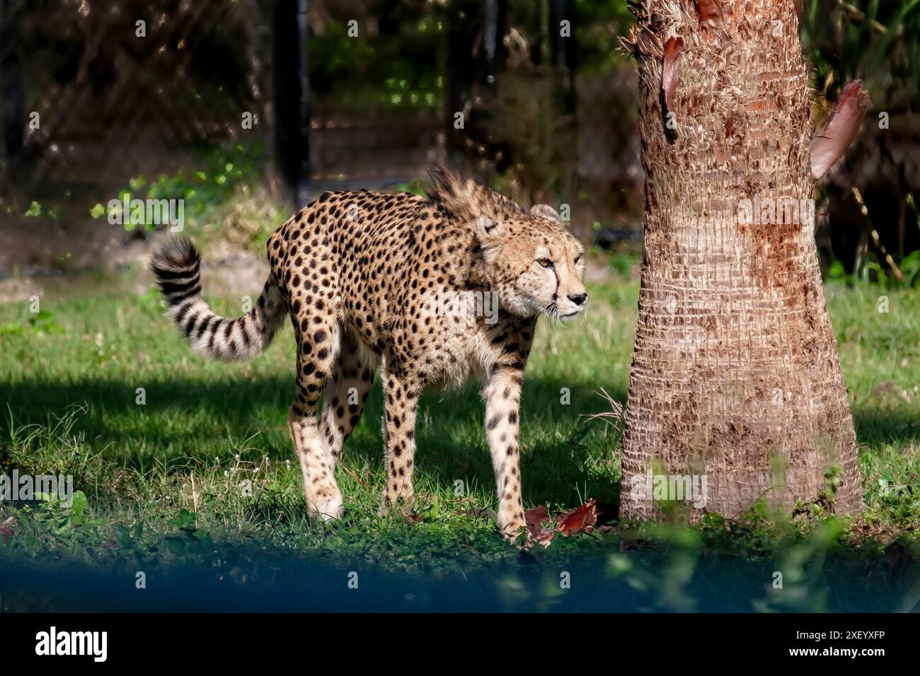 Adult male Cheetah, large cat with tremendous speed Stock Photo - Alamy