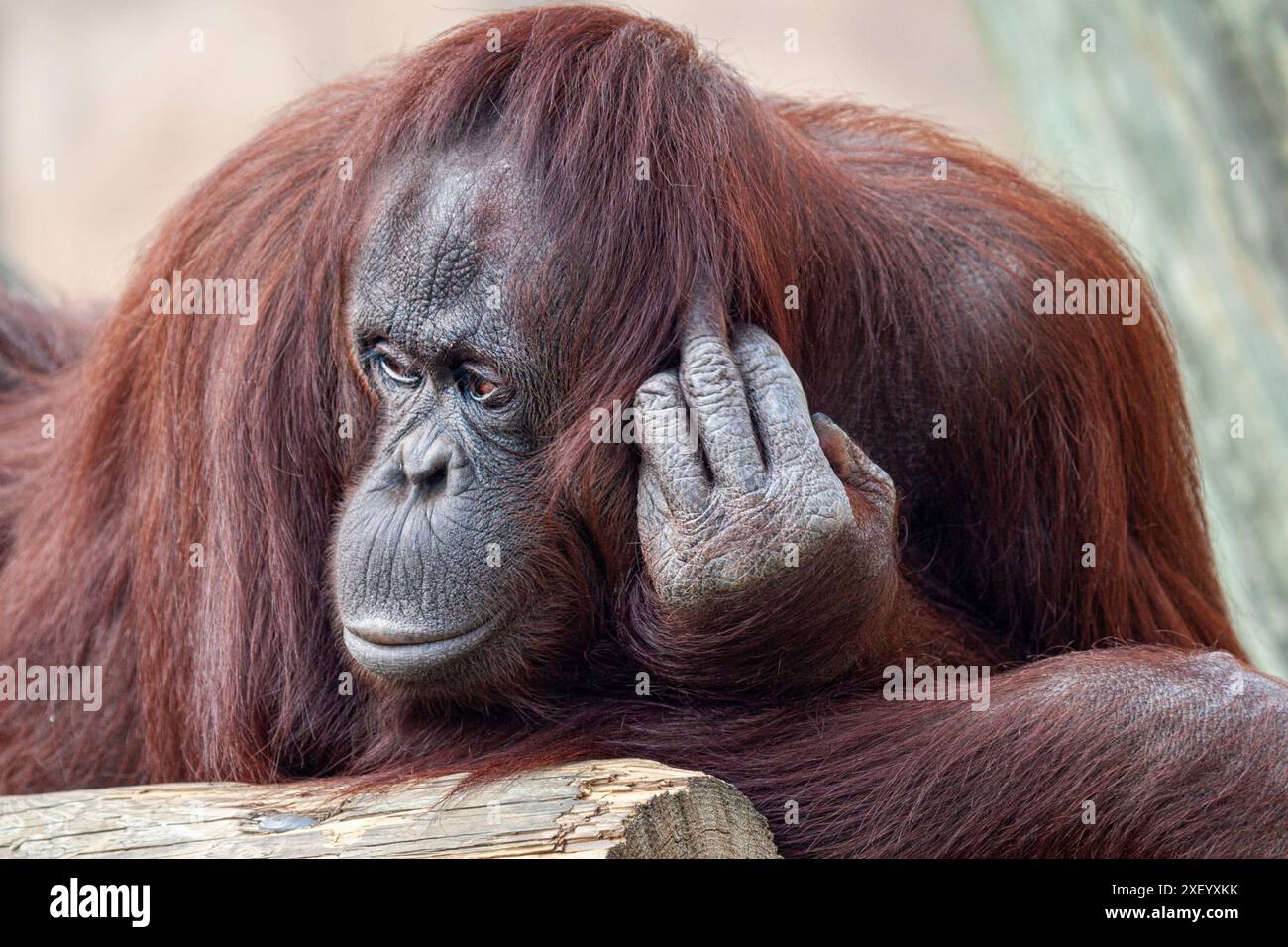Adult female Orangutan, natural habitat in a controlled environment ...