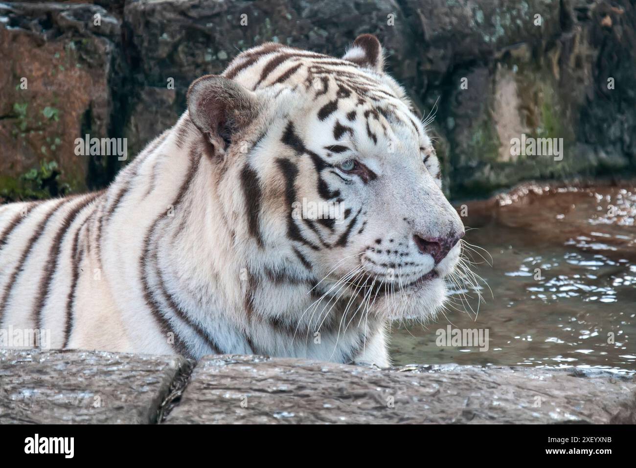 The white tiger or bleached tiger is a leucistic pigmentation variant ...