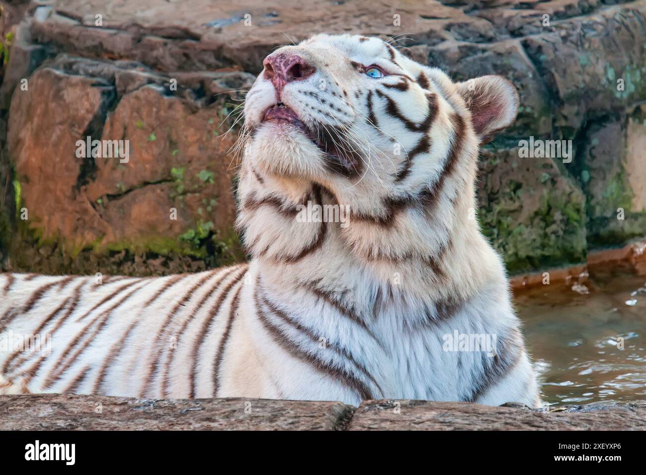 The white tiger or bleached tiger is a leucitic pigmentation variant of ...