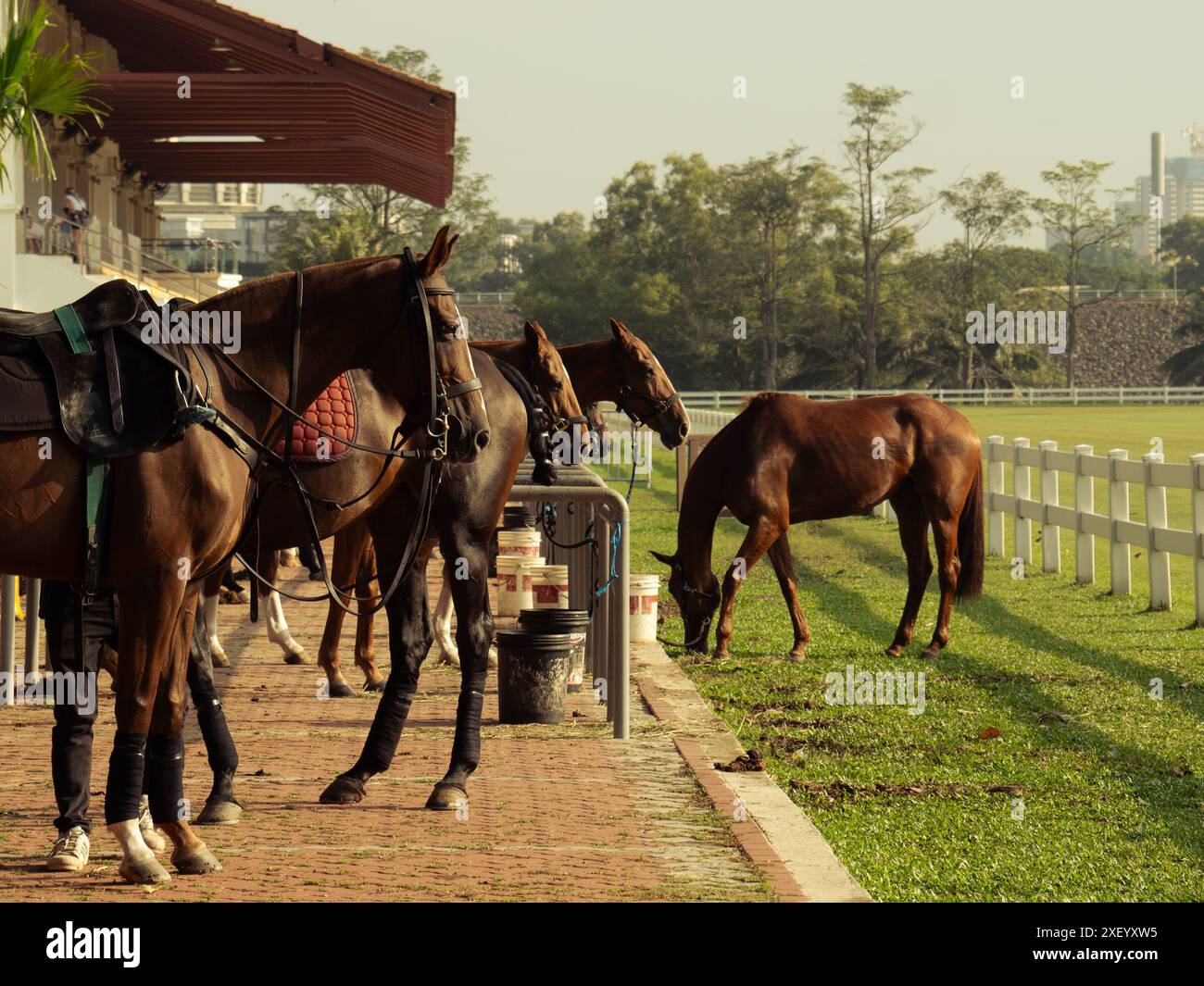 A graceful horse trots through the pristine equestrian park, embodying ...