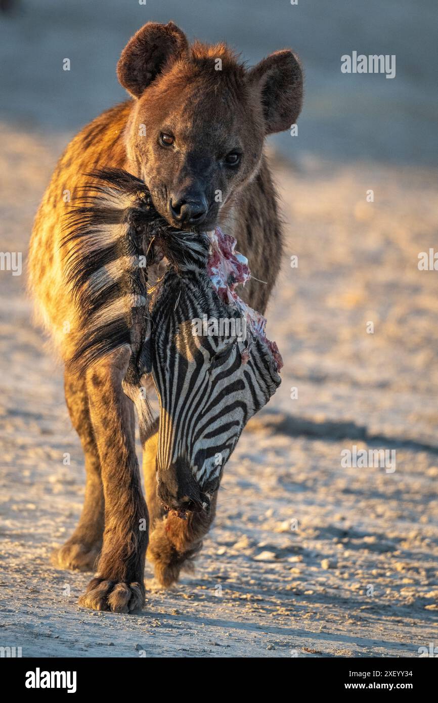 Spotted Hyena (Crocuta crocuta) with Zebra Head after the clan killed ...