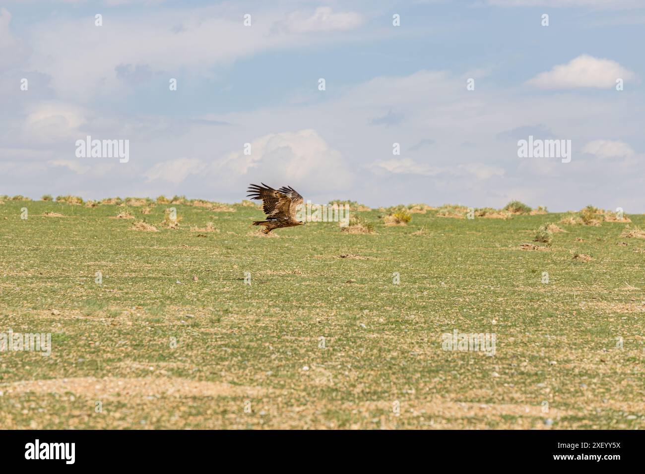 Steppe eagle guarding its nest in the Mongolian steppe Stock Photo - Alamy
