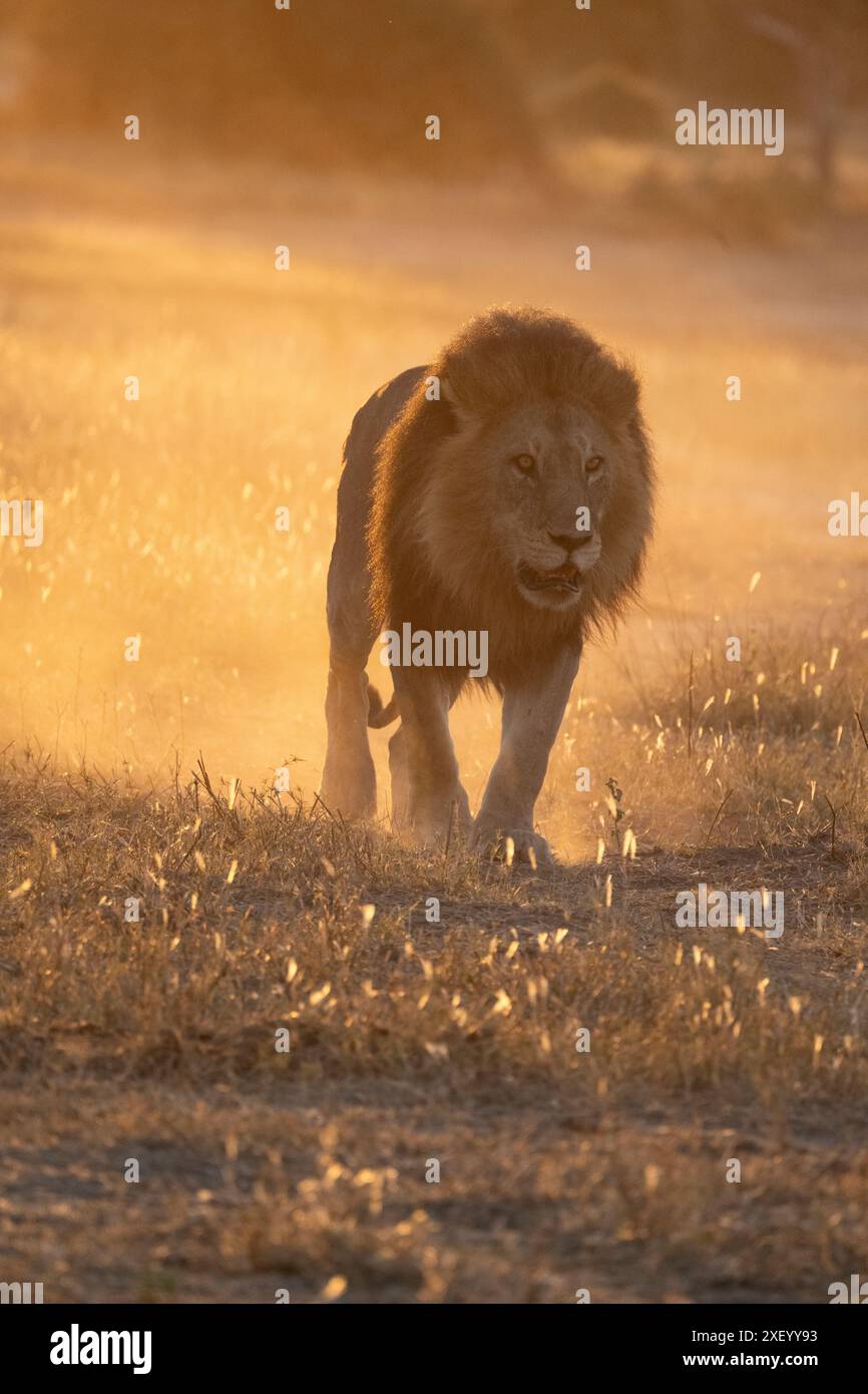 Maned male adult african lion (Panthera leo) walking in early morning ...