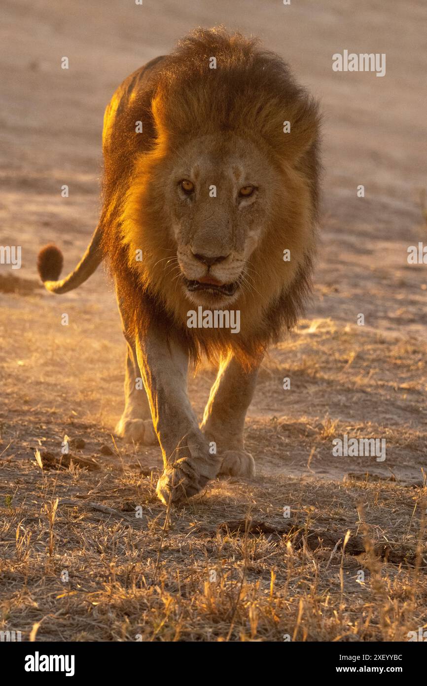 Maned male adult african lion (Panthera leo) walking in early morning ...