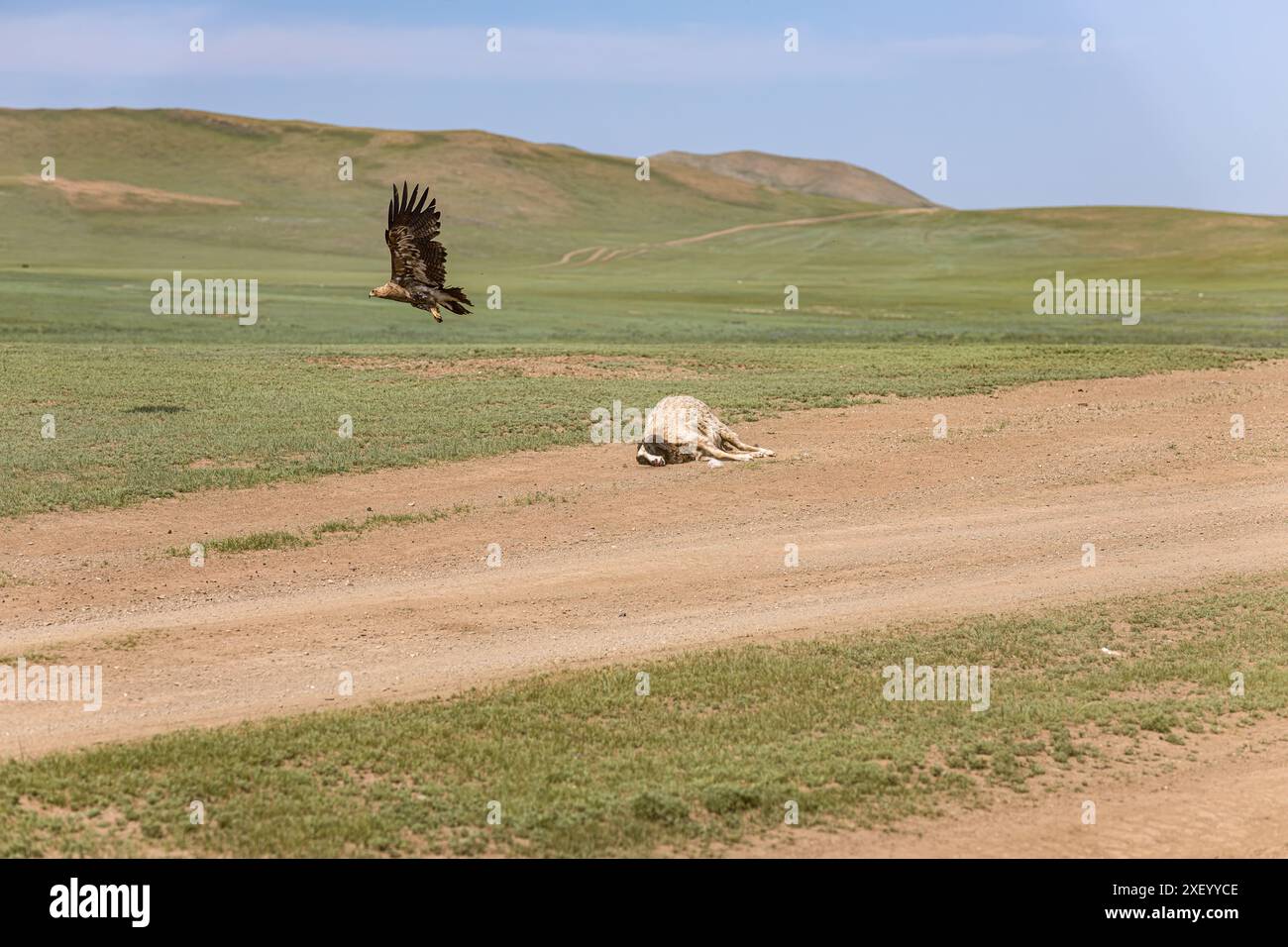 Eagle and sheep. Life is hard in the Mongolian steppe even without ...
