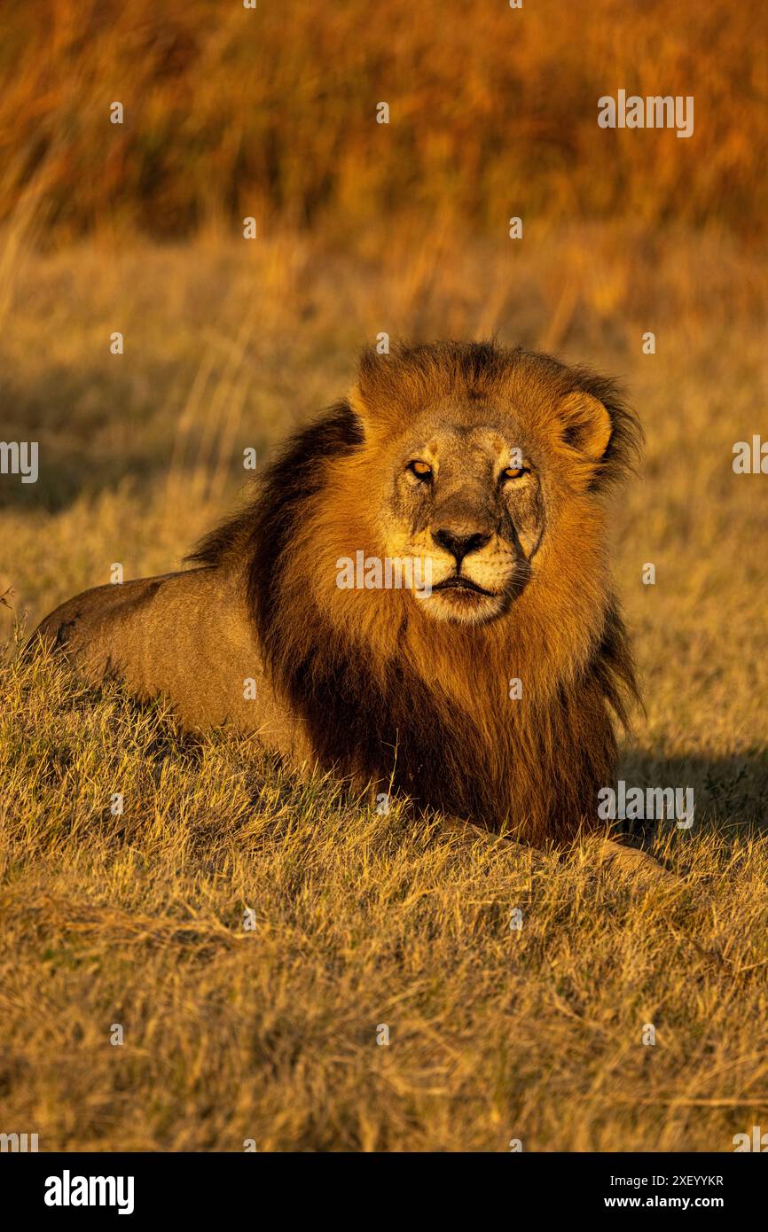 Maned male adult african lion (Panthera leo Stock Photo - Alamy