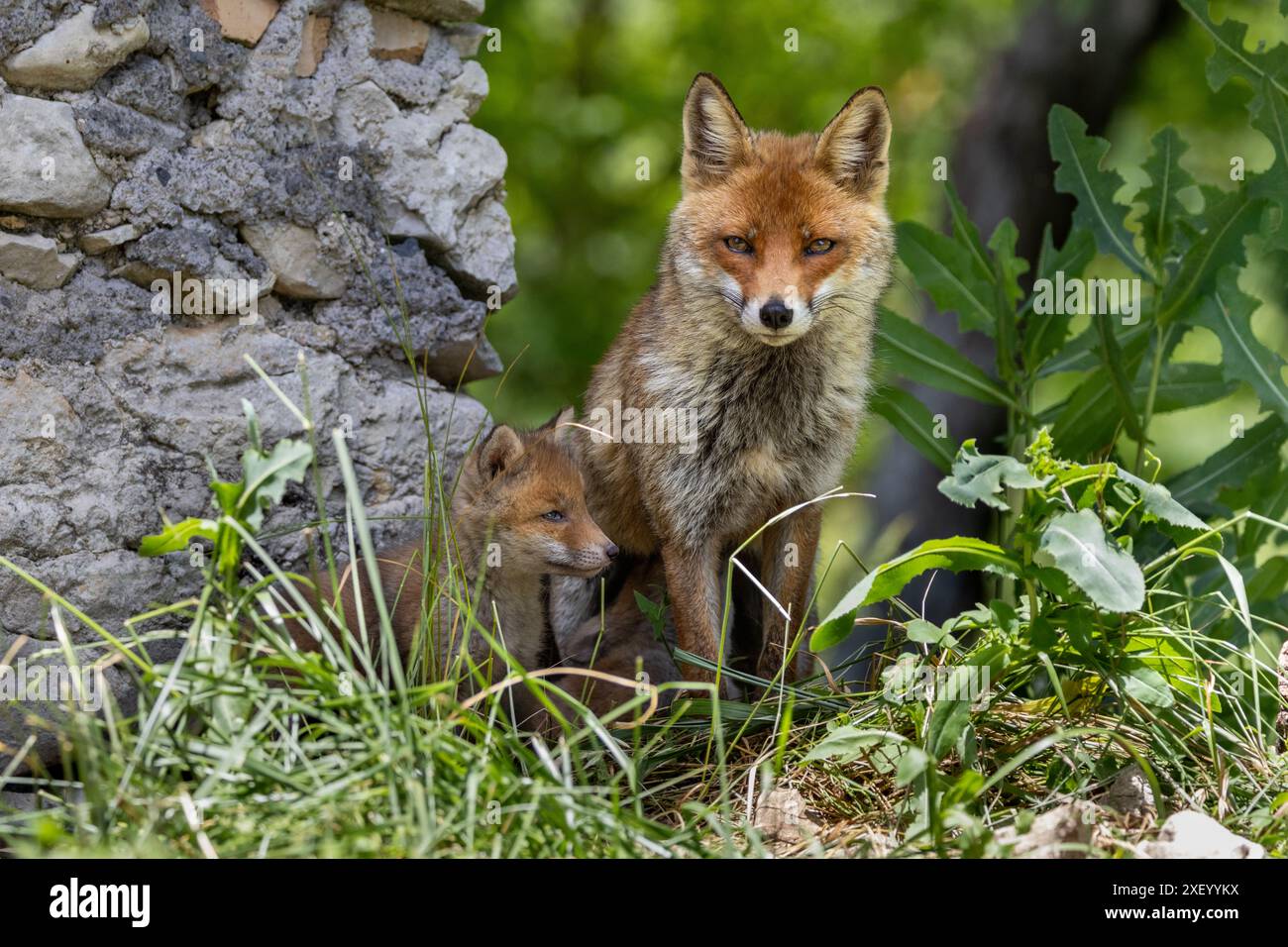 Red fox foraging in hi-res stock photography and images - Alamy