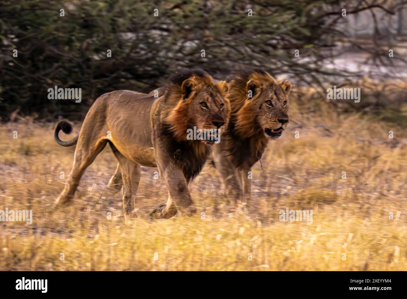 Maned male adult african lion (Panthera leo Stock Photo - Alamy